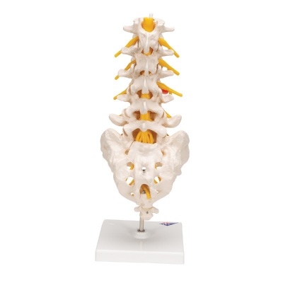 3B Scientific Lumbar Spine Model | Health and Care